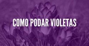 Violetas: Como Cuidar? Como Regar? Em Apartamento? Aprenda!!