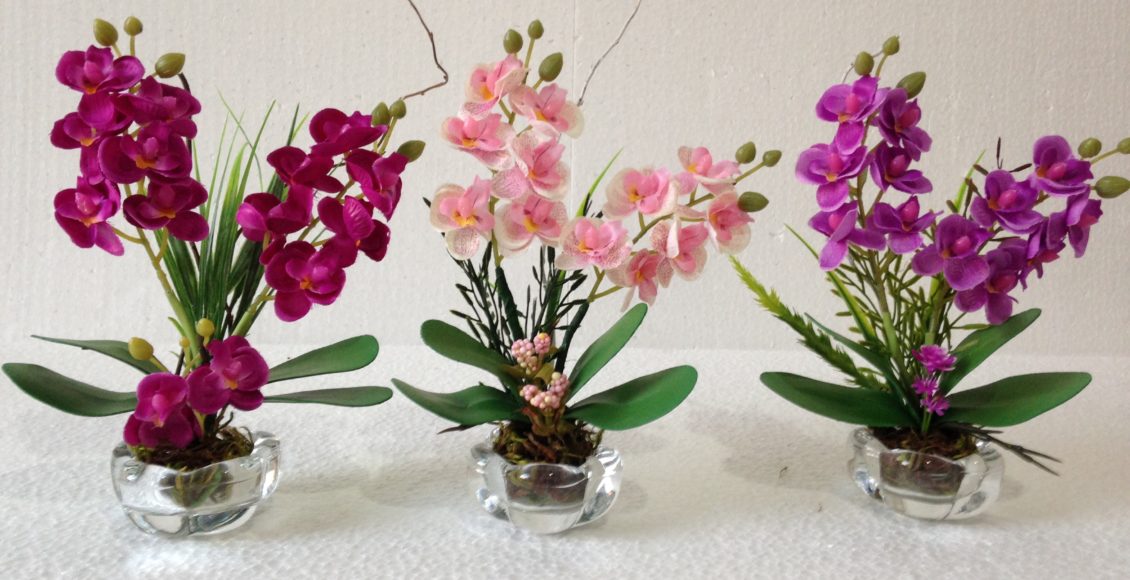 Mini Orquídeas: Como Cuidar? Guia Completo! - Total Construção