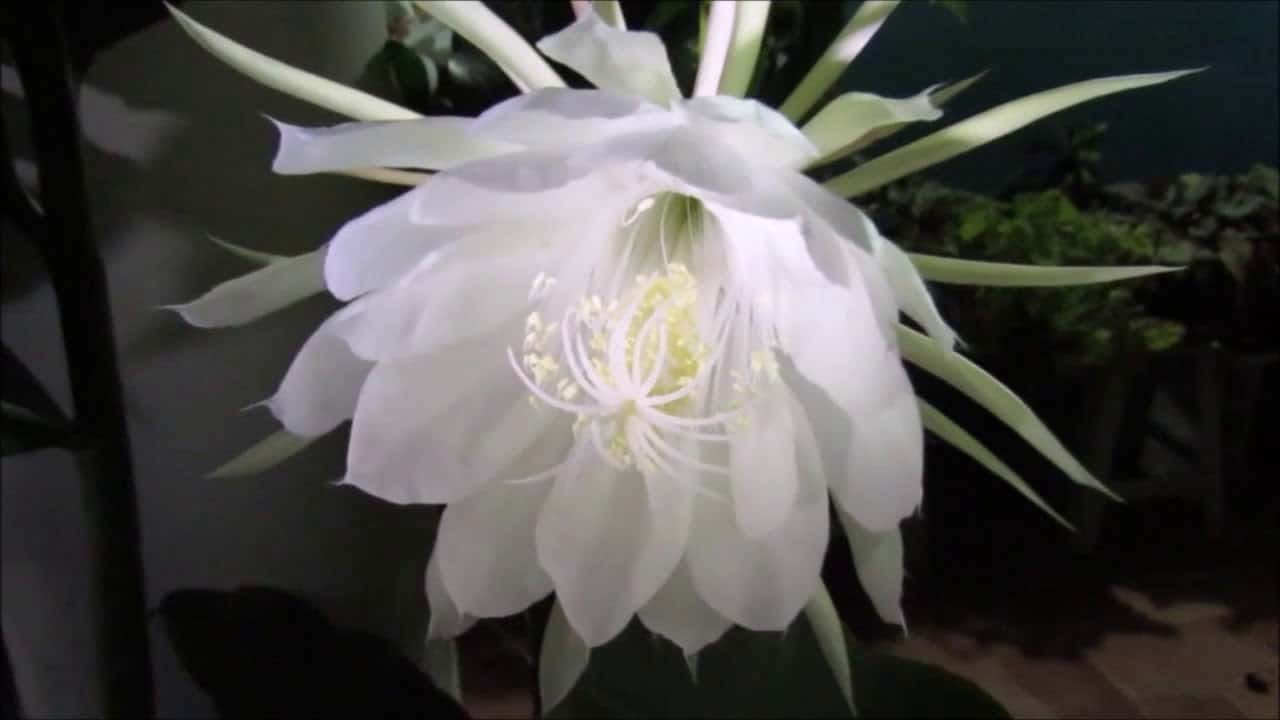 Planta Dama Da Noite