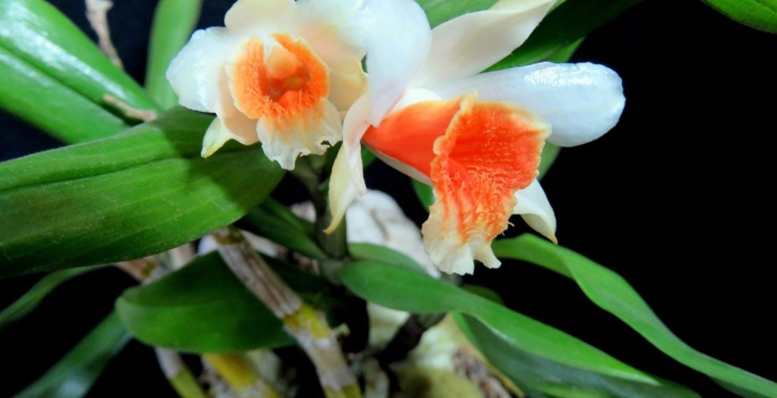 Orquídea Dendrobium: Como cuidar? Como regar? - Total Construção