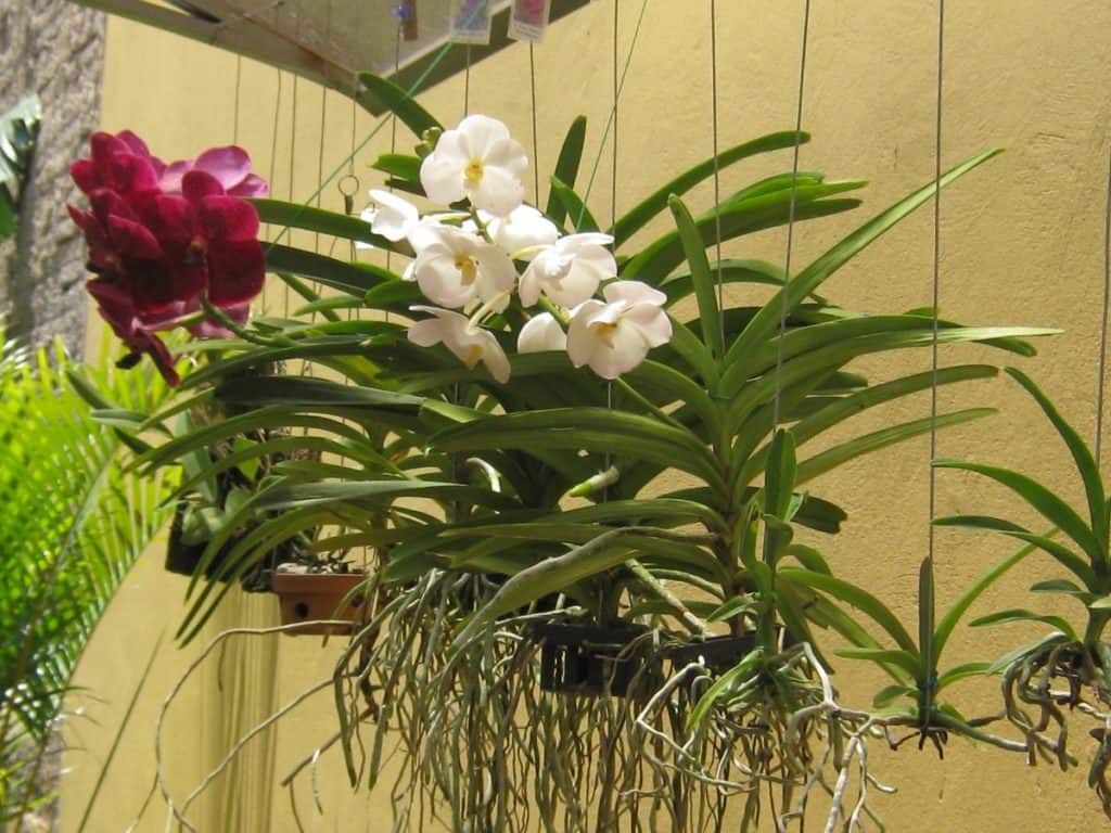 Orquídea Vanda: Como Cuidar? Onde Comprar? Preço? - TC
