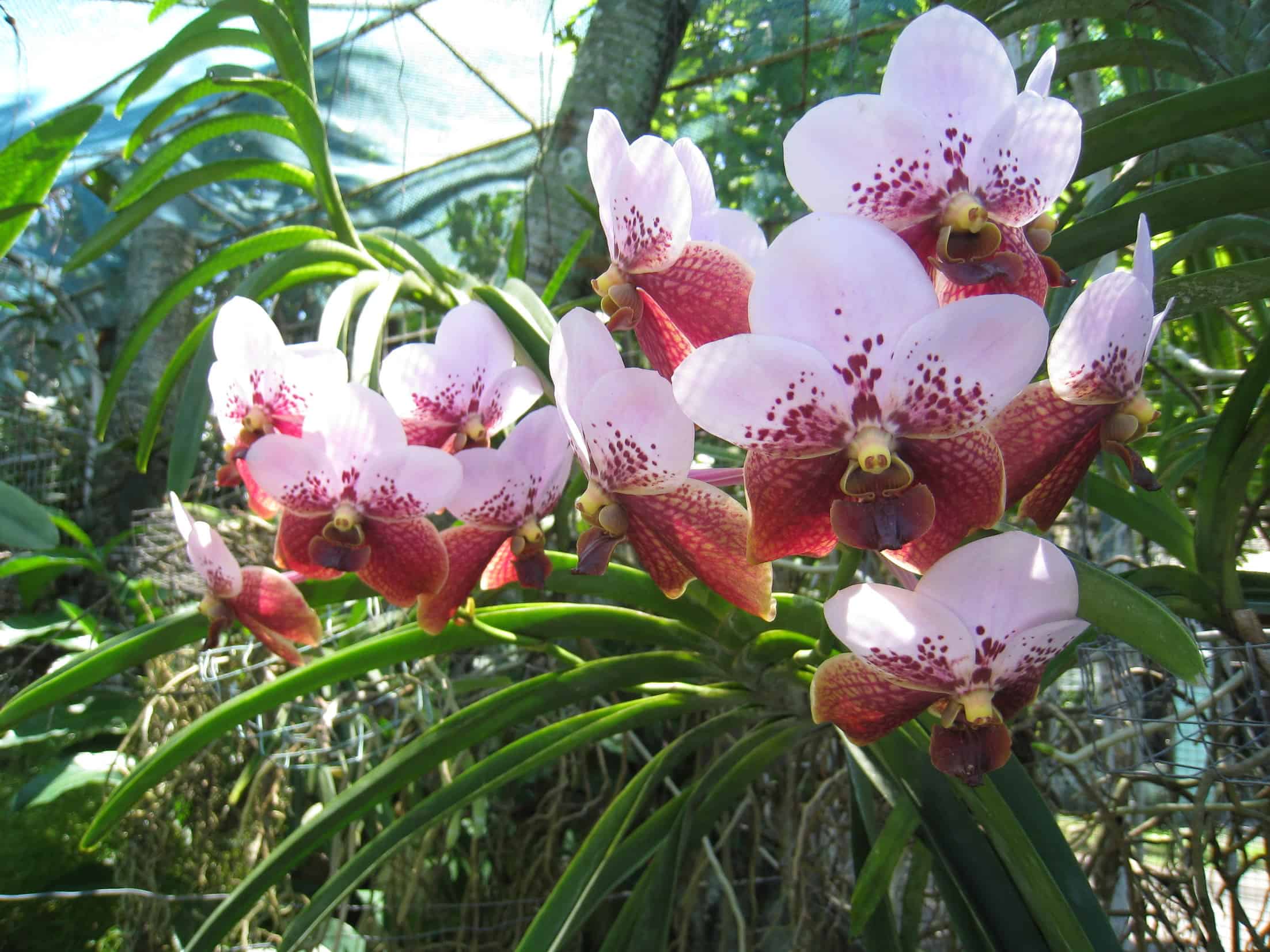 Orquídea Vanda: Como Cuidar? Onde Comprar? Preço? - TC