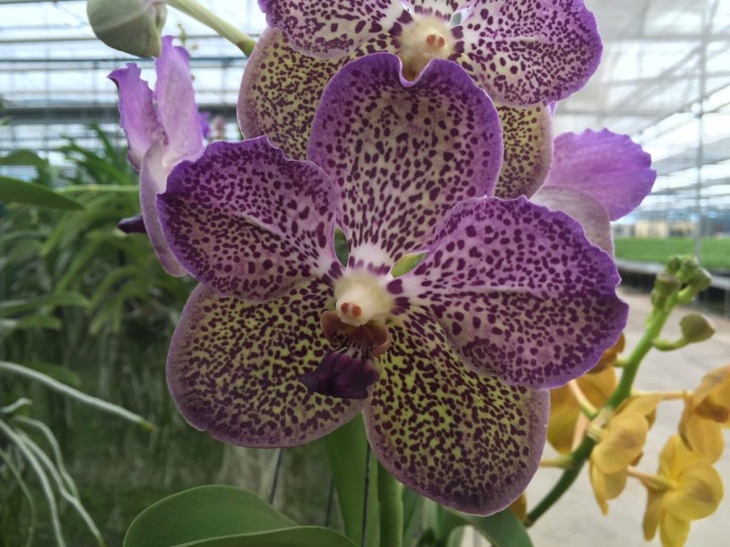 Orquídea Vanda: Como Cuidar? Onde Comprar? Preço? - TC