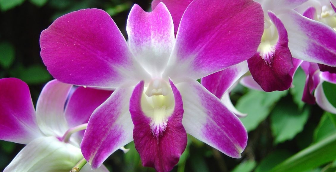 Orquídeas Epífitas: Como Cuidar? Guia Completo! - Total Construção