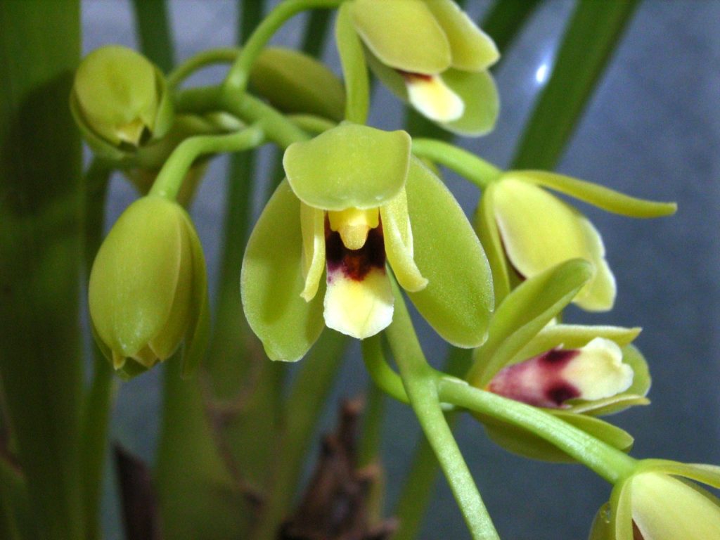 Orquídea Cymbidium: Como Cuidar, Conheça os Cuidados! - TC