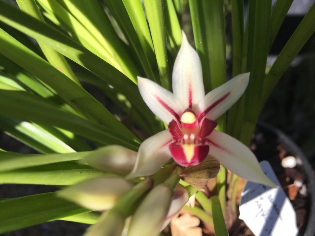 Orquídea Cymbidium: Como Cuidar, Conheça os Cuidados! - TC
