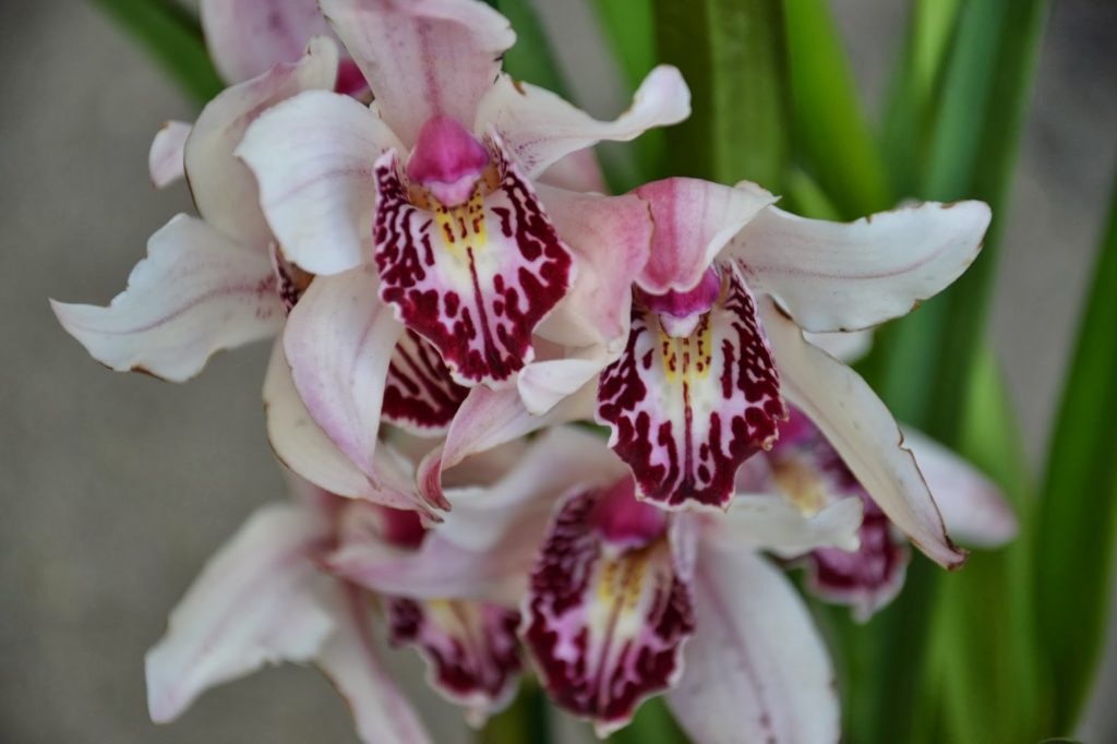 Orquídea Cymbidium: Como Cuidar, Conheça os Cuidados! - TC