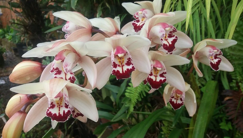 Orquídea Cymbidium: Como Cuidar, Conheça os Cuidados! - Total Construção