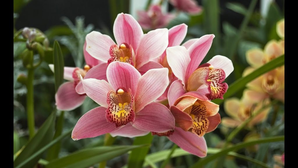 Orquídea Cymbidium: Como Cuidar, Conheça os Cuidados! - TC