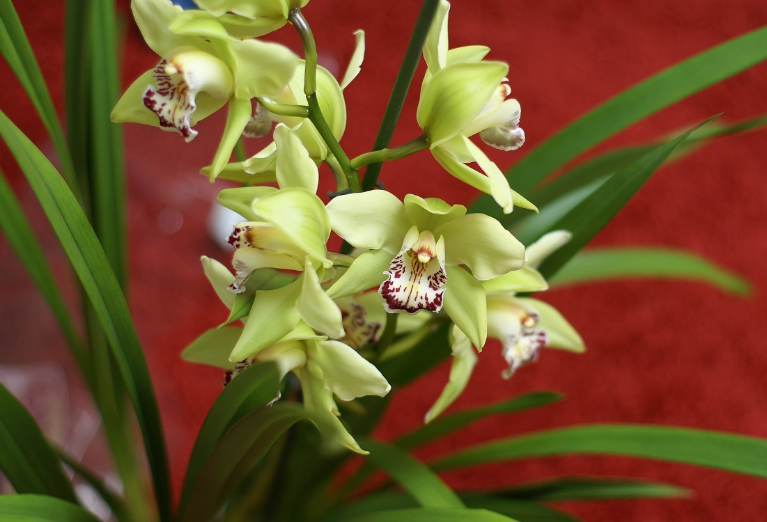 Orquídea Cymbidium: Como Cuidar, Conheça os Cuidados! - TC