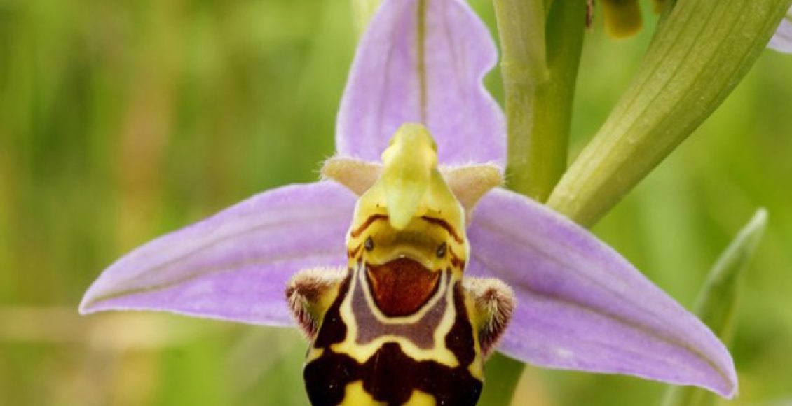 Orquídeas Raras: 10 Espécies Incríveis e Exóticas - Total Construção