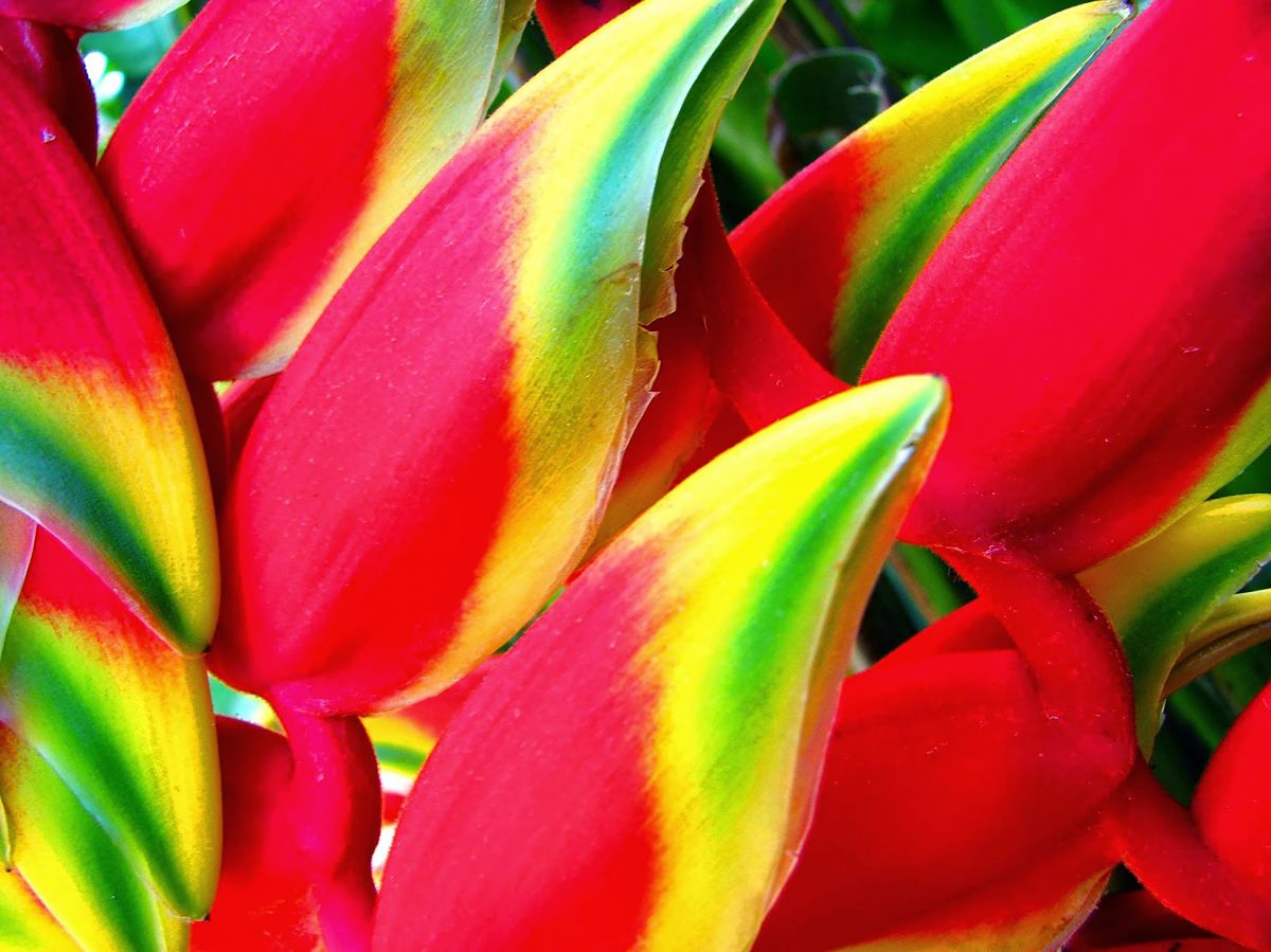 Helicônia: Como Cuidar? Tipos e Espécies de Helicônias