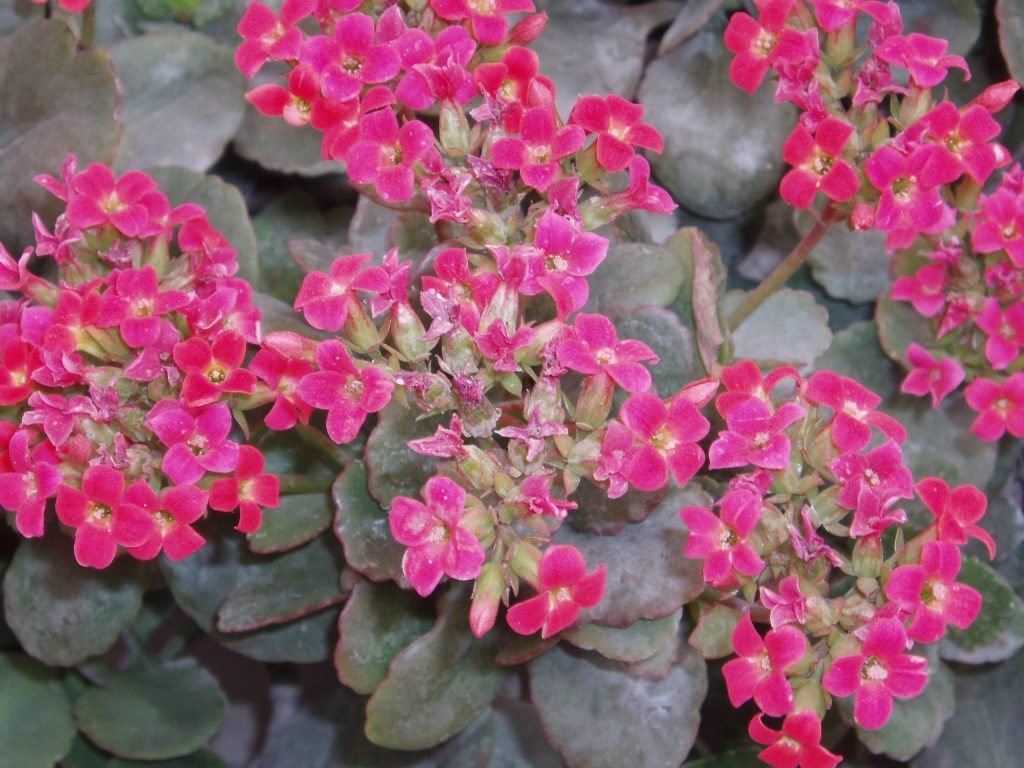 Kalanchoe: Cultive a Flor da Fortuna em Casa! - TC