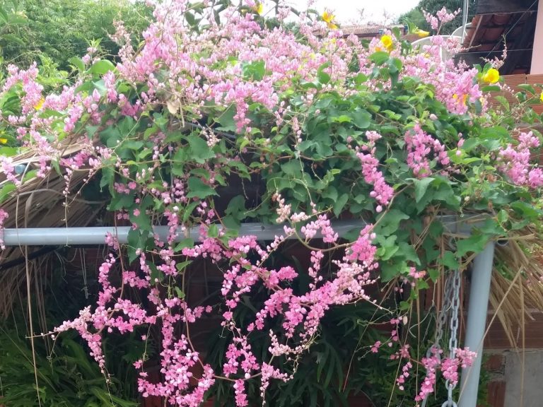 Trepadeiras: Diversas Opções de Espécies - TC