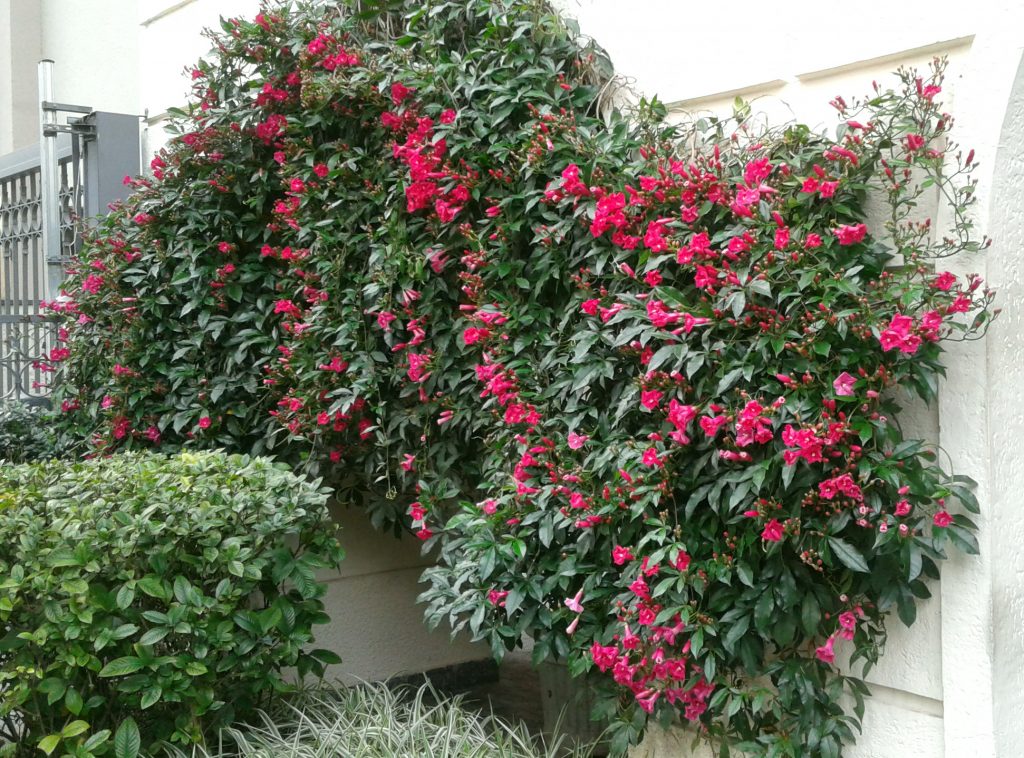 Trepadeiras: Diversas Opções de Espécies - TC