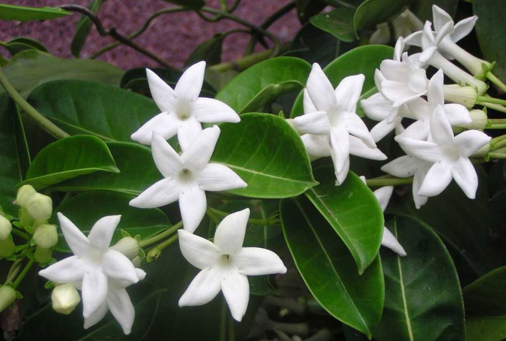 Trepadeiras: Diversas Opções de Espécies - TC