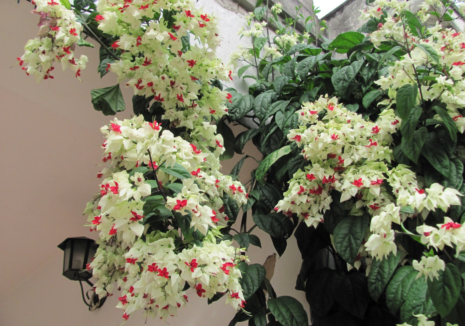 Trepadeiras: Diversas Opções de Espécies - TC