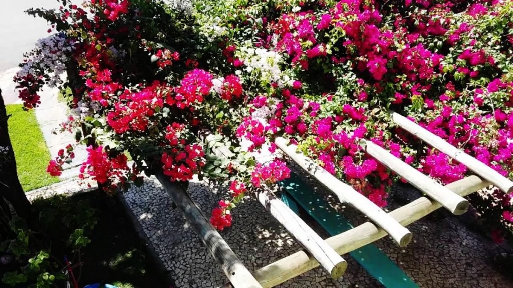 Trepadeiras: Diversas Opções de Espécies - TC