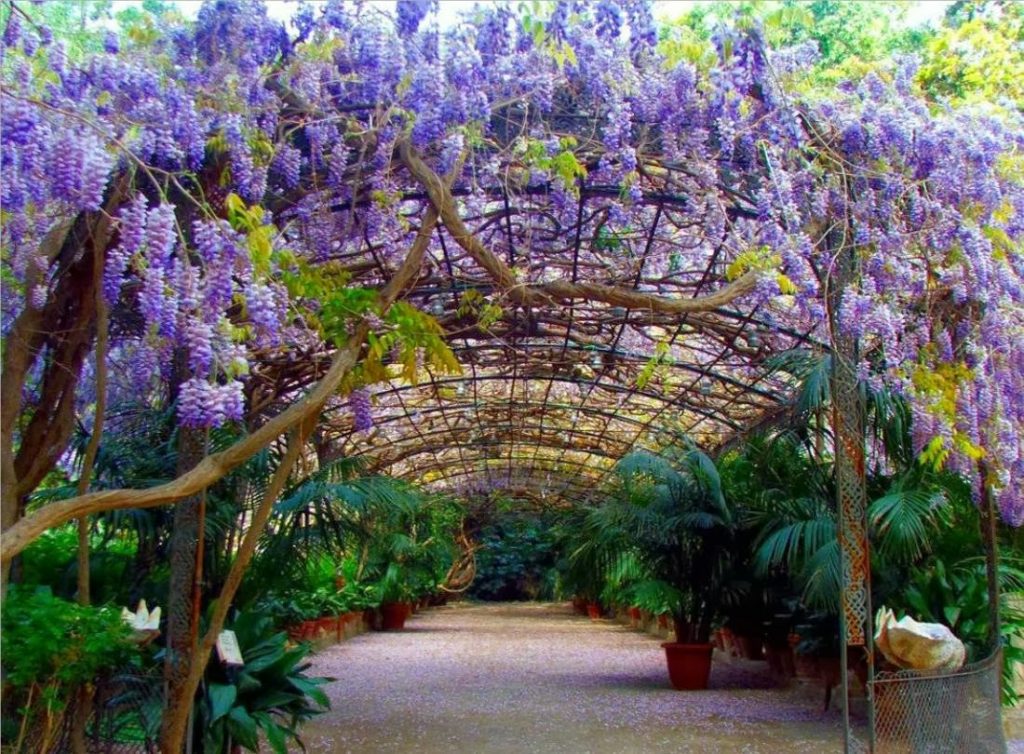 Trepadeiras: Diversas Opções de Espécies - TC