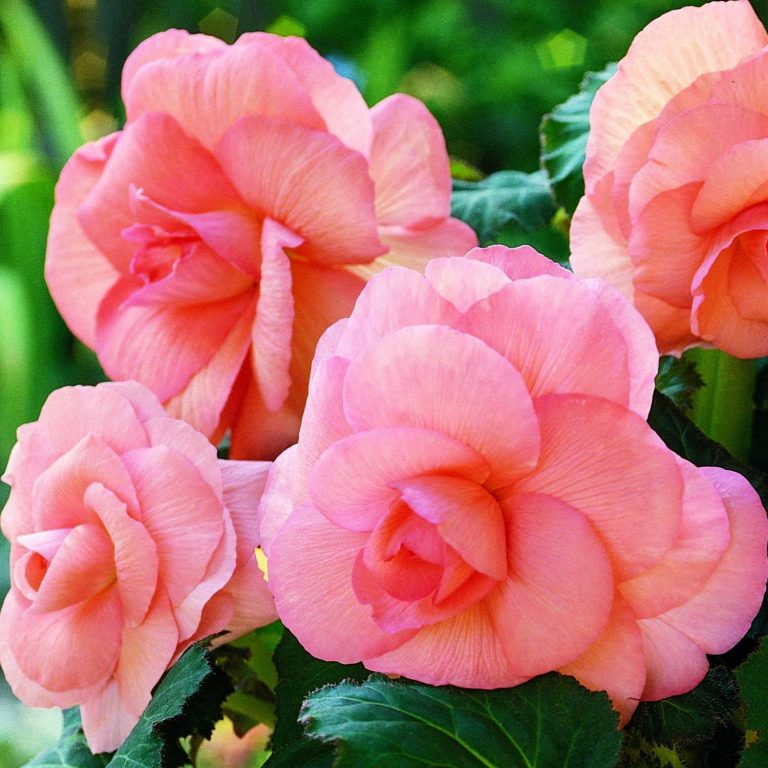 Flor Begônia: Saiba como Cultivar e Decorar sua Casa - TC