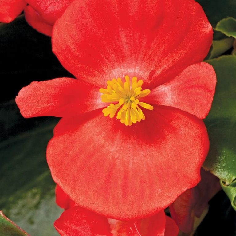 Flor Begônia: Saiba como Cultivar e Decorar sua Casa - TC