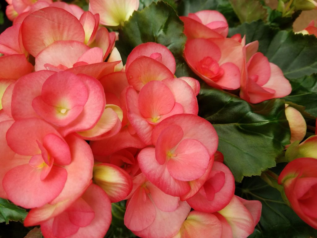 Flor Begônia: Saiba como Cultivar e Decorar sua Casa - TC