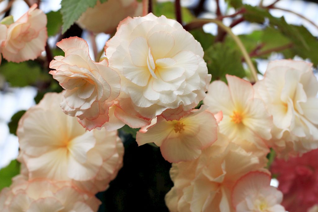Flor Begônia: Saiba como Cultivar e Decorar sua Casa - TC