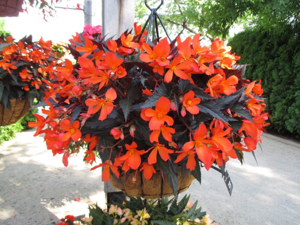 Flor Begônia: Saiba como Cultivar e Decorar sua Casa - TC