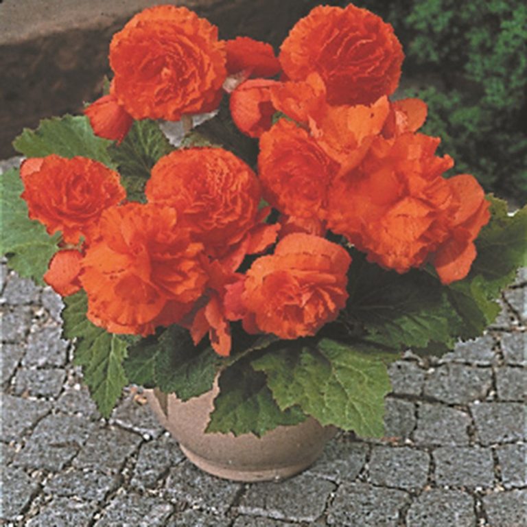 Flor Begônia: Saiba como Cultivar e Decorar sua Casa - TC