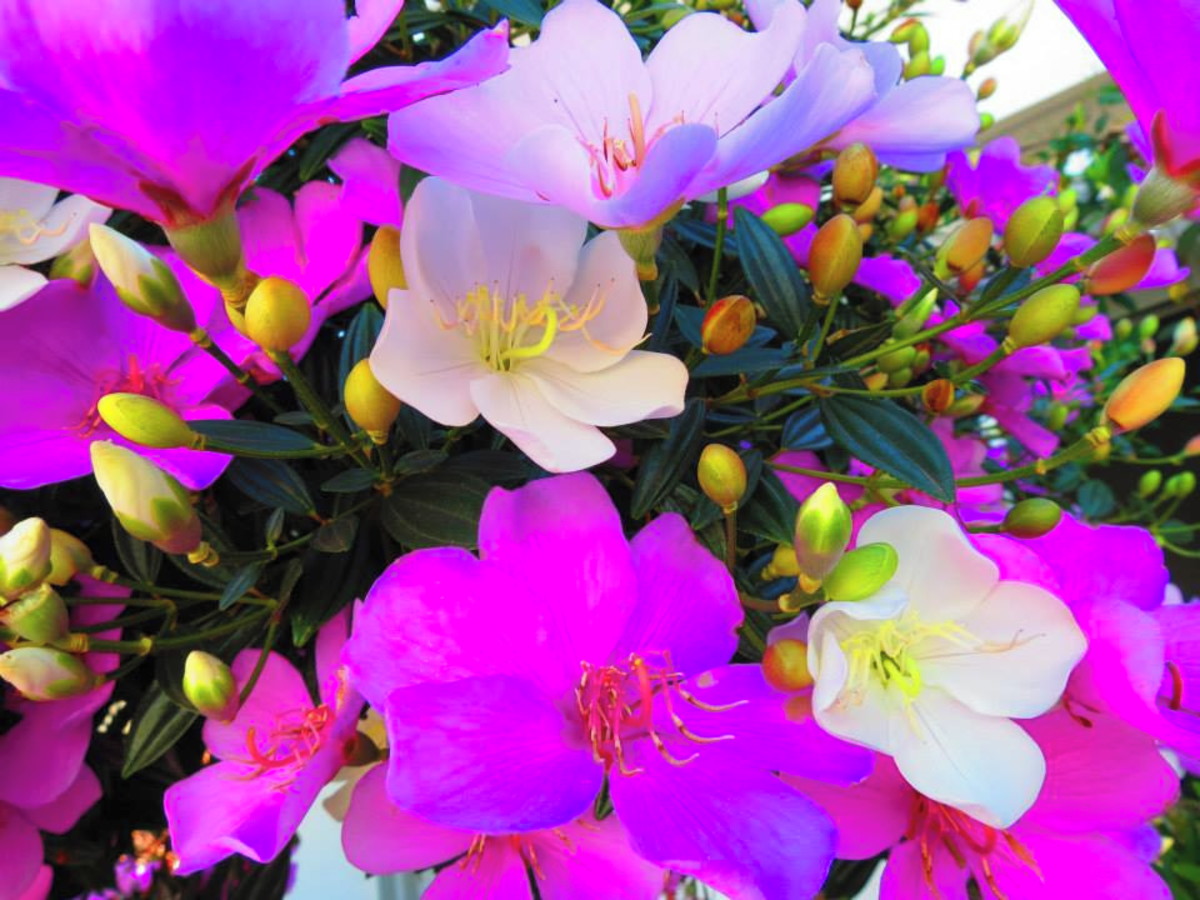 Manacá da Serra: Como Cuidar e Plantar no Solo ou no Vaso - TC