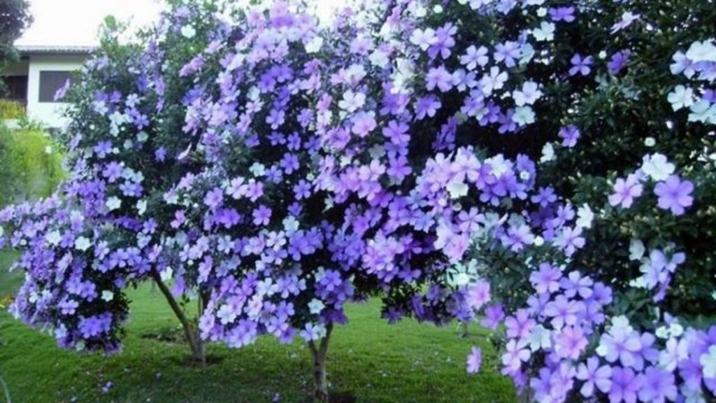 Manacá da Serra: Como Cuidar e Plantar no Solo ou no Vaso - TC