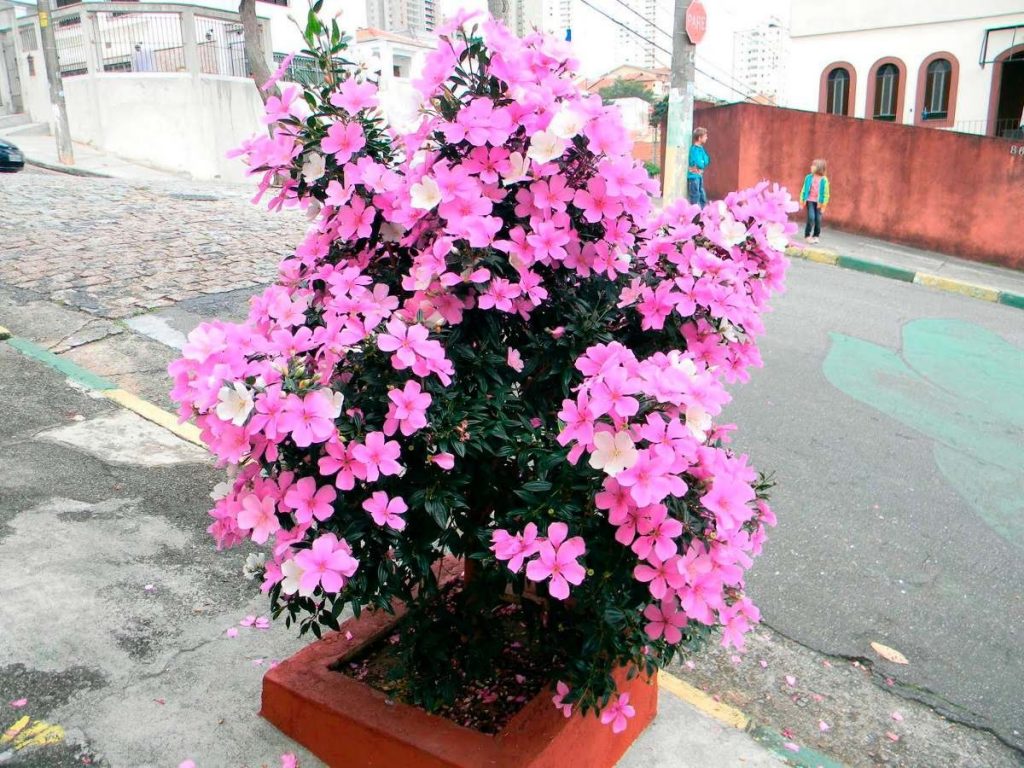 Manacá da Serra: Como Cuidar e Plantar no Solo ou no Vaso - TC