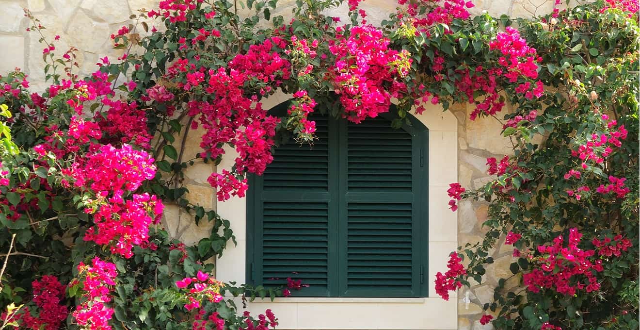 Trepadeiras: Diversas Opções de Espécies - TC