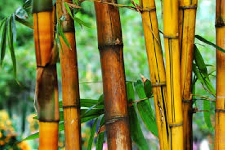 Tipos de Bambu Ornamental: Para Jardins, Vasos e Construção - TC