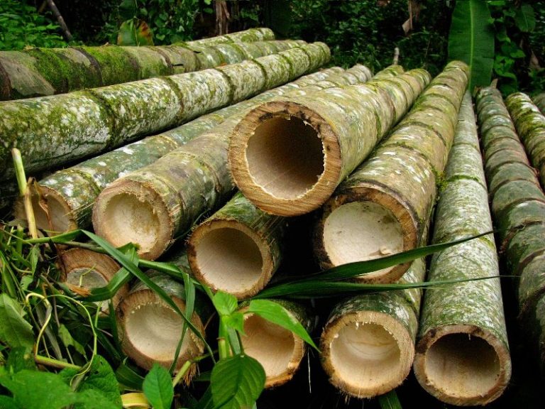 Tipos de Bambu Ornamental: Para Jardins, Vasos e Construção - TC