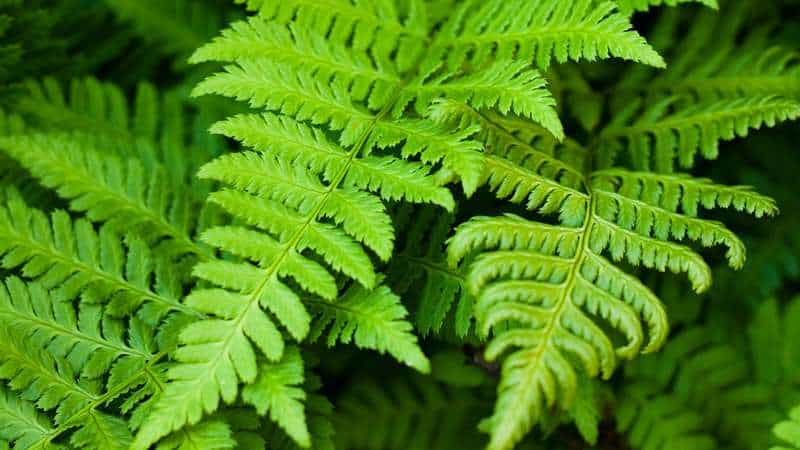 Samambaia: como cuidar? Veja os passos e vantagens da planta - TC
