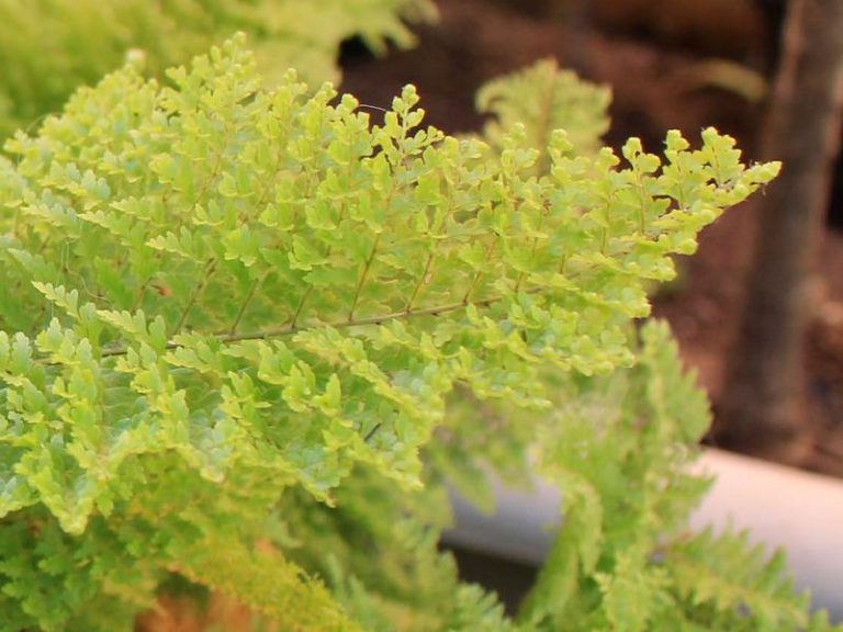 Tipos De Samambaia: 15 Opções Para Cultivar E Decorar - TC