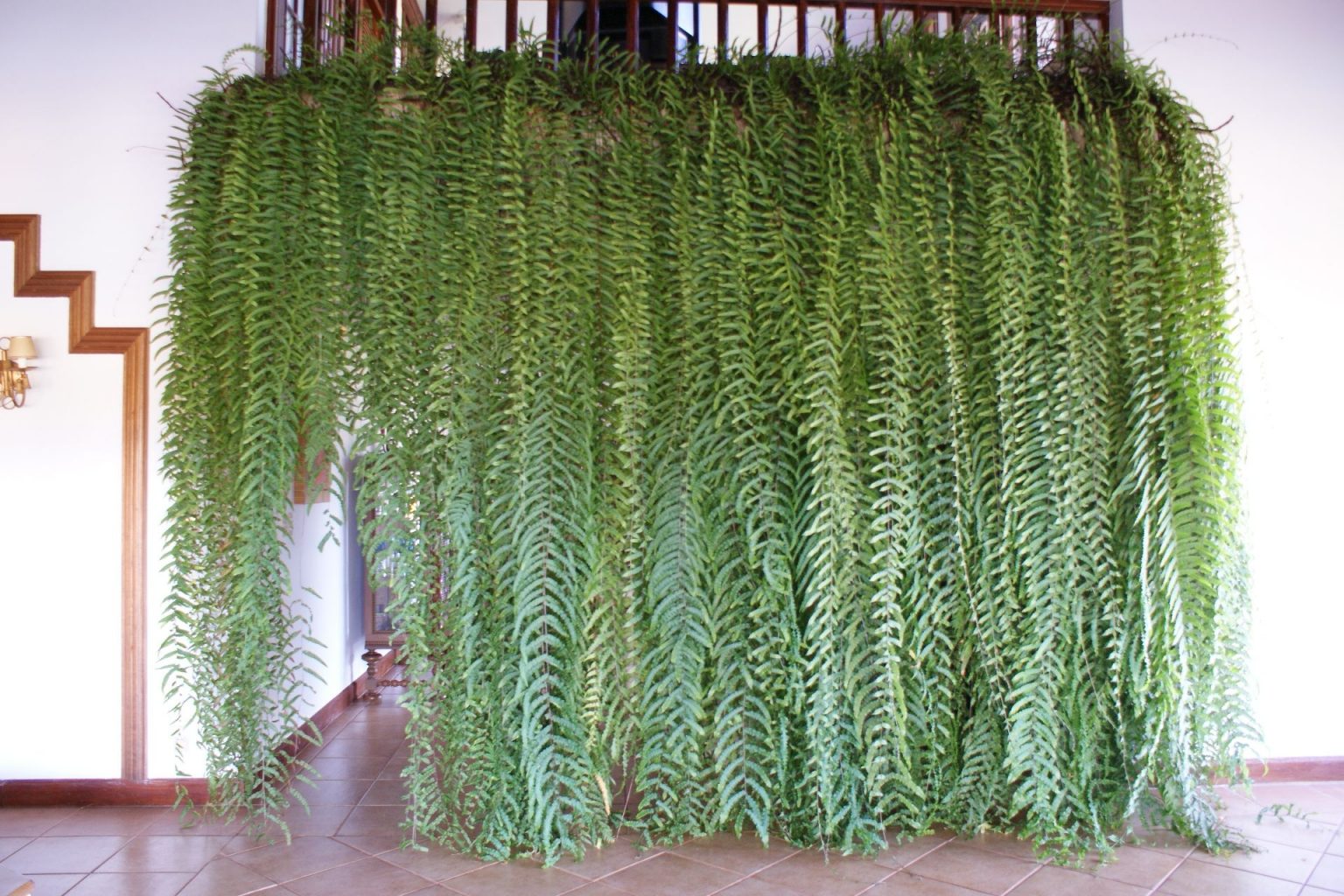 Tipos De Samambaia: 15 Opções Para Cultivar E Decorar - TC