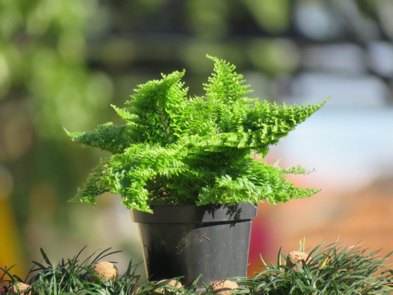 Tipos De Samambaia: 15 Opções Para Cultivar E Decorar - TC